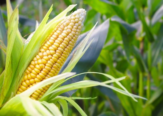 Lawsuits Against Syngenta Over Viptera Trait Proceed